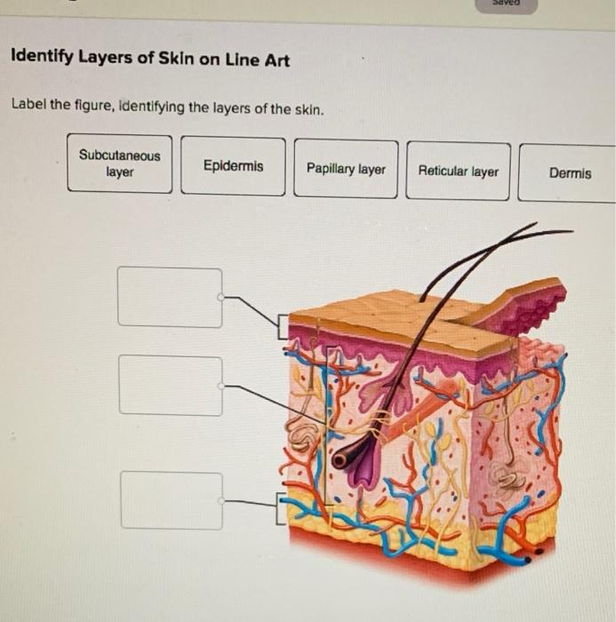 Solved saved Identify Layers of Skin on Line Art Label the | Chegg.com