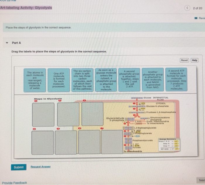 Solved 20 Art-labeling Activity: Glycolysis 2 of 20 Revie | Chegg.com