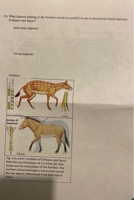 Solved Problem 2. Transitional fossils Your group is on an | Chegg.com