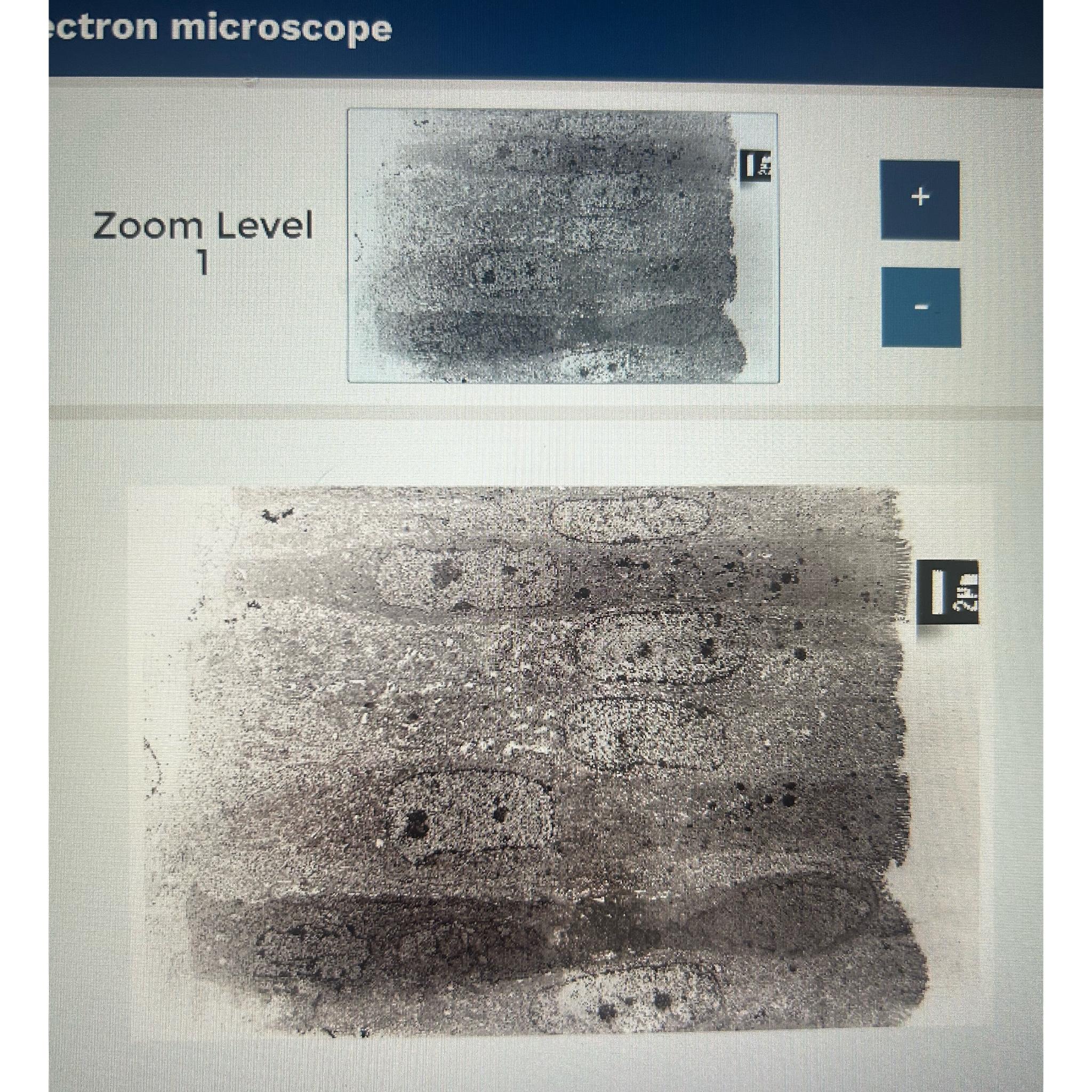 Solved Find the brush cell and zoom into its basal end to | Chegg.com