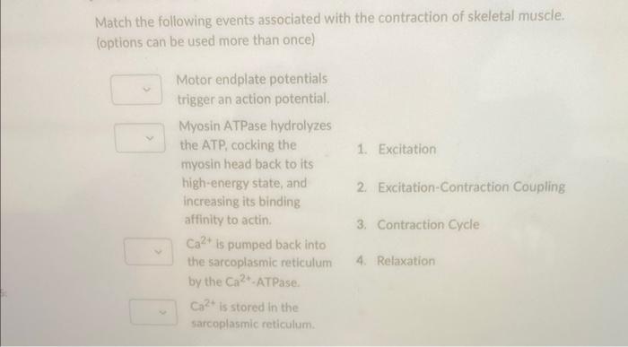 Solved Match the following events associated with the | Chegg.com
