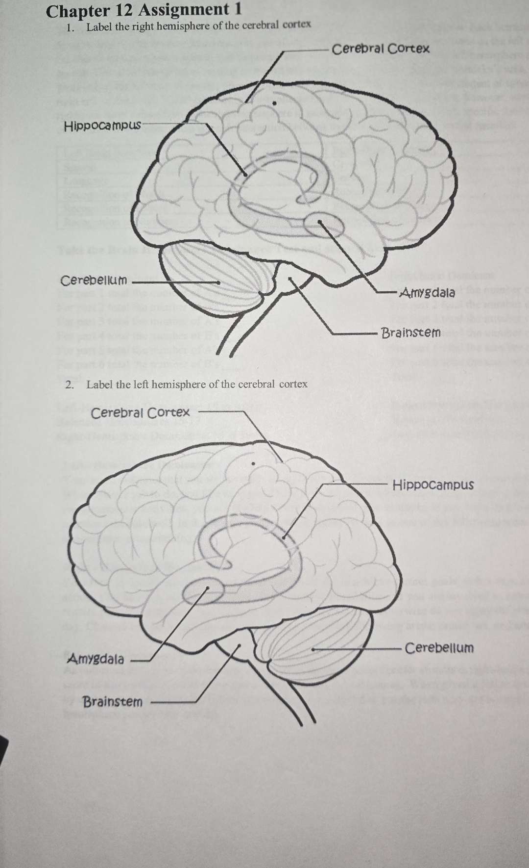 Solved Chapter 12 ﻿Assignment 1Label the right hemisphere of | Chegg.com