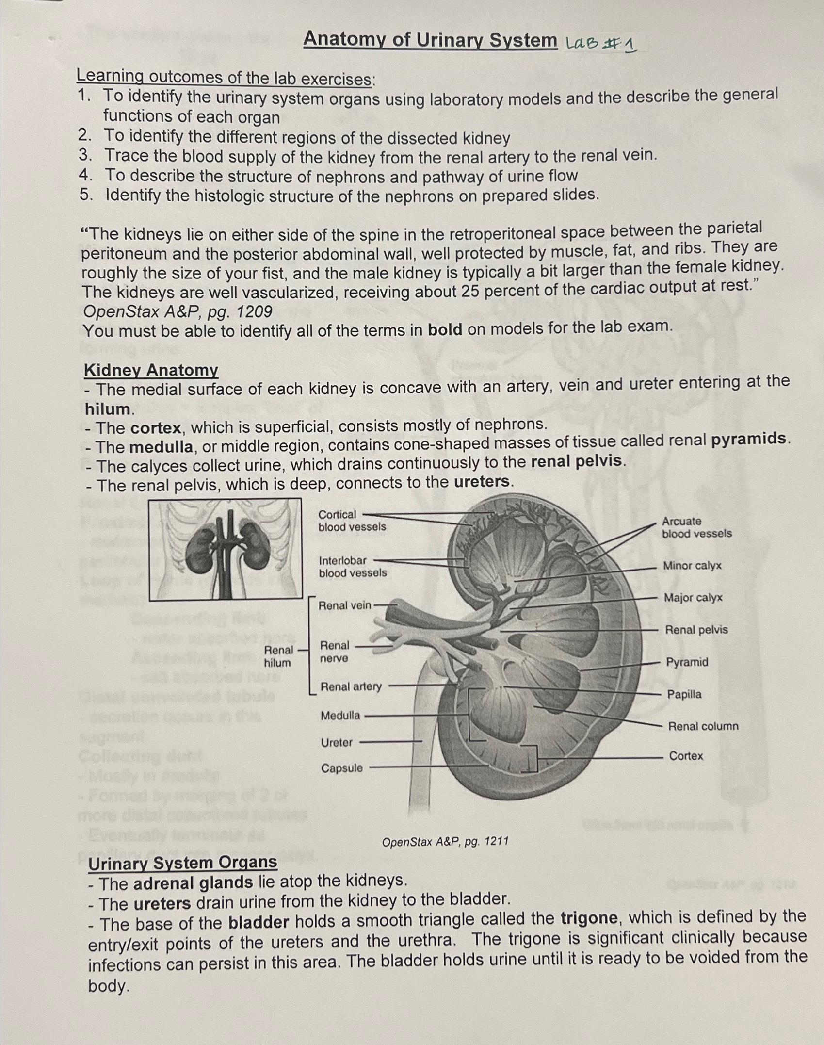 Solved Anatomy of Urinary System LaB #1Learning outcomes of | Chegg.com