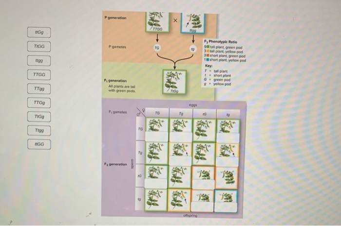 Solved P generation х 13 TTGG AGO tog TIGG Pametes TG tgg F, | Chegg.com