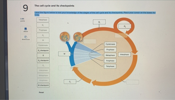 The cell cycle and its checkpoints Label the figure | Chegg.com