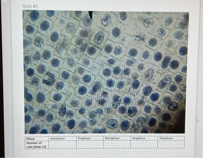 Solved Slide \#1 From the image, Identify the number of | Chegg.com
