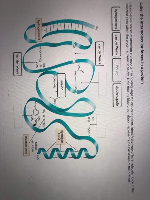 Solved Label the intramolecular forces in a protein | Chegg.com