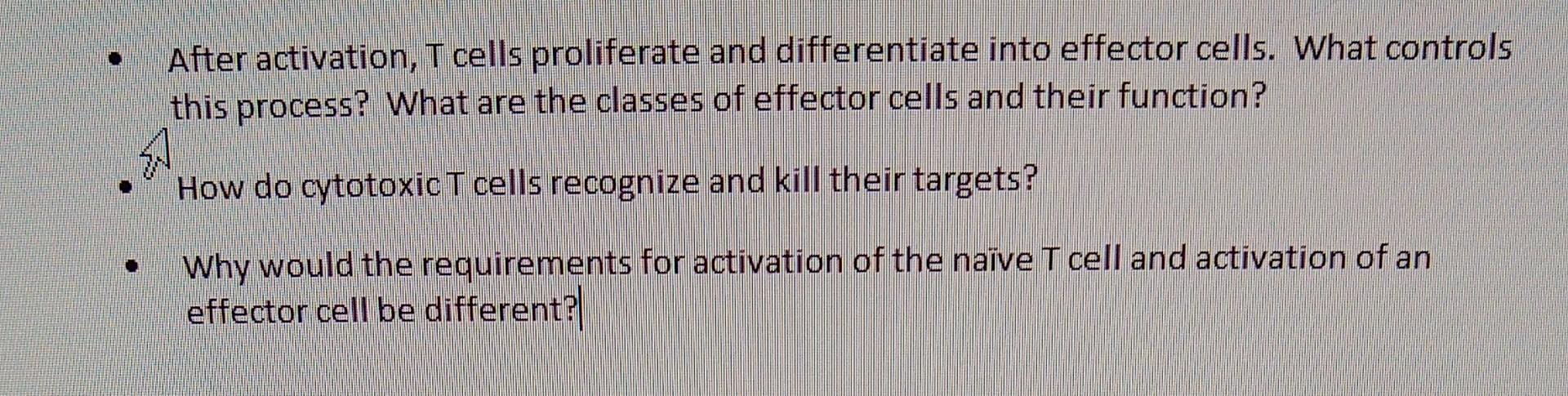 Solved - After activation, T cells proliferate and | Chegg.com