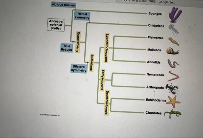Solved Create a mnemonic device to help remember the groups | Chegg.com