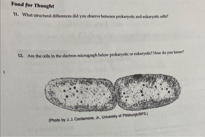 Solved Food for Thought 11. What structural differences did | Chegg.com