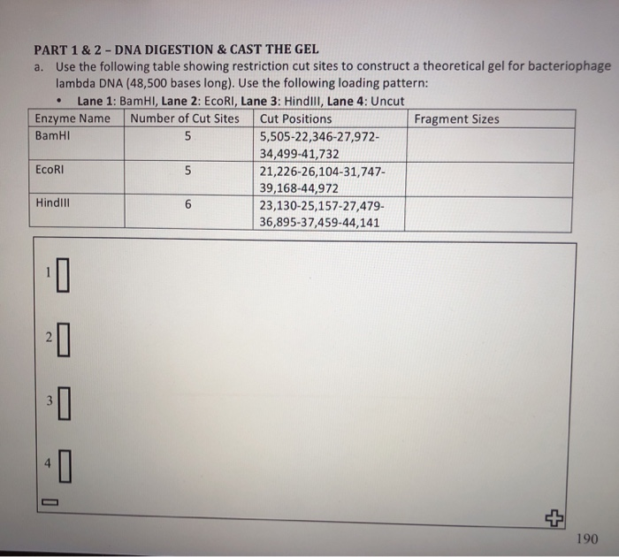 PART 1 & 2-DNA DIGESTION & CAST THE GEL a. Use the | Chegg.com