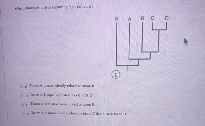 Solved Which statement is true regarding the tree below? E A | Chegg.com