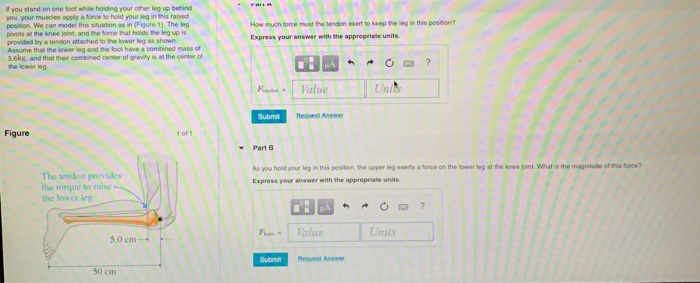 Solved If you stand on one foot while holding your other leg | Chegg.com