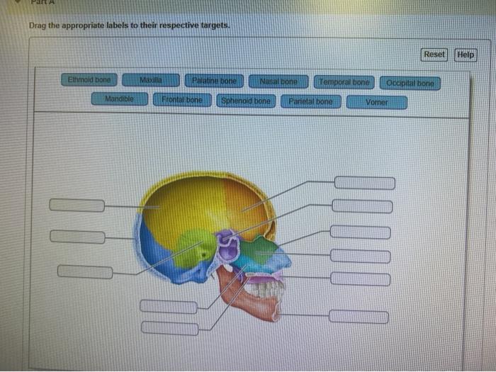 Solved Part A Match the bone names with the correct | Chegg.com