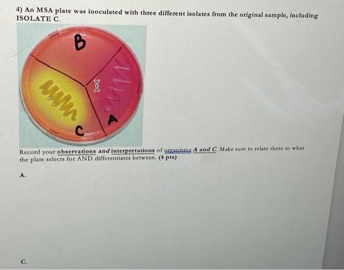 Solved 4) An MSA plate was inoculated with three different | Chegg.com