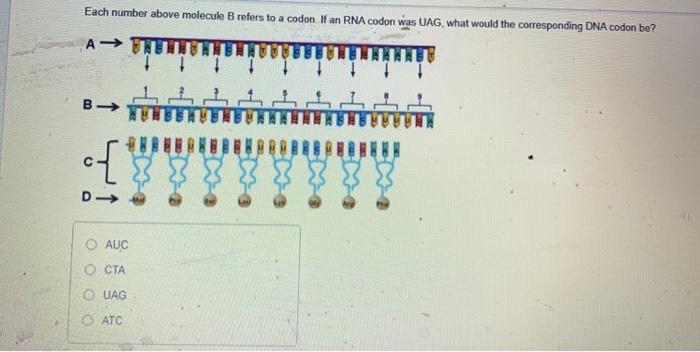 Solved Each number above molecule B refers to a codon. If an | Chegg.com