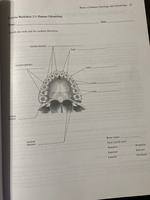 Solved Basics of Human Osteology and Odontology 27 Exercise | Chegg.com