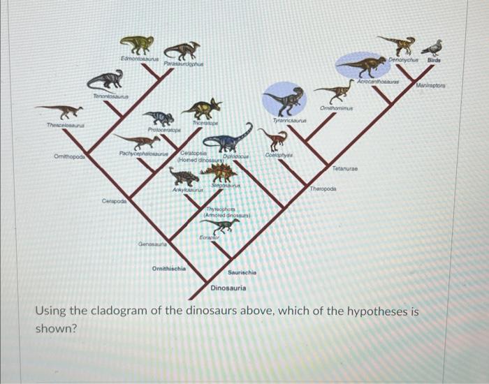 Solved shown? Using the cladogram of the dinosaurs above, | Chegg.com