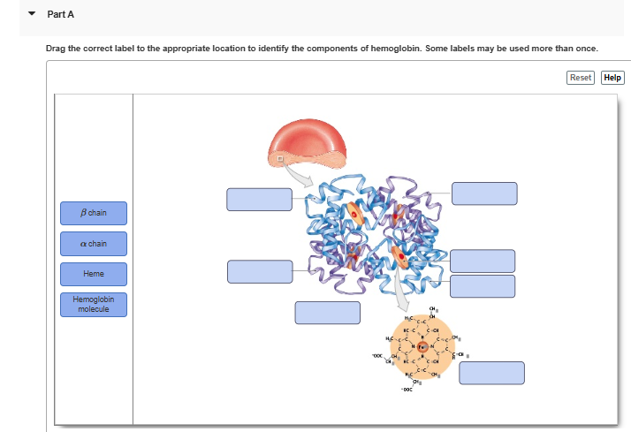 Solved Art-labeling Activity: The Structure of Hemoglobin 9 | Chegg.com