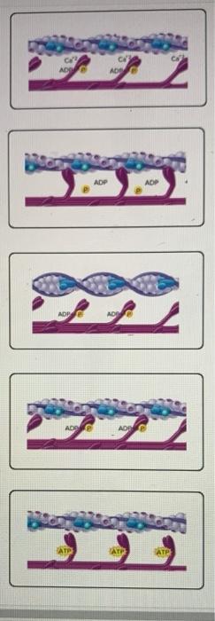 Solved place the steps of tbe contraction cycle in the | Chegg.com