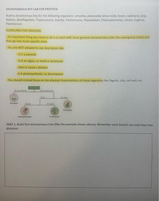 Solved DICHOTOMOUS KEY LAB FOR PROTISTA Build a dichotomous | Chegg.com
