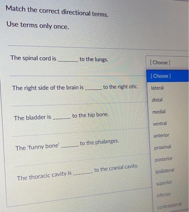 Solved Match the correct directional terms. Use terms only | Chegg.com
