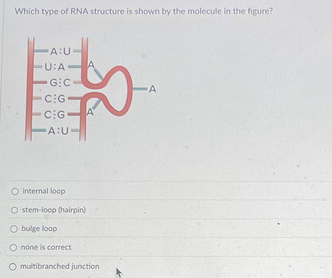 Solved Which type of RNA structure is shown by the molecule | Chegg.com
