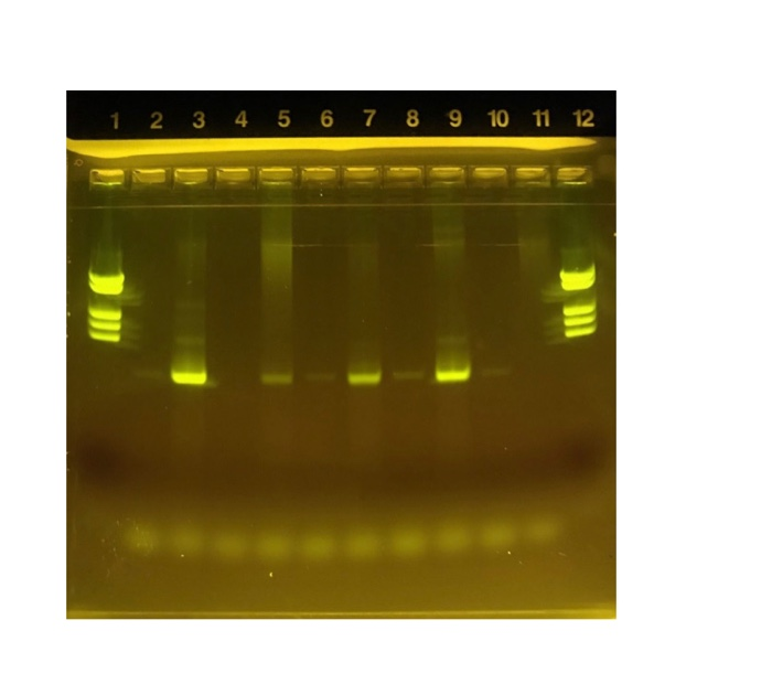 1 2 3 4 5 6 7 8 9 10 11 12 וות The sample wells are | Chegg.com