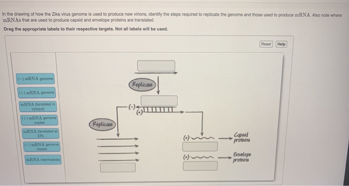 Solved In the drawing of how the Zika virus genome is used | Chegg.com