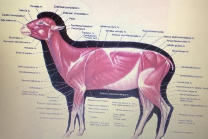 Solved Identify the muscles in the following cuts of meat | Chegg.com