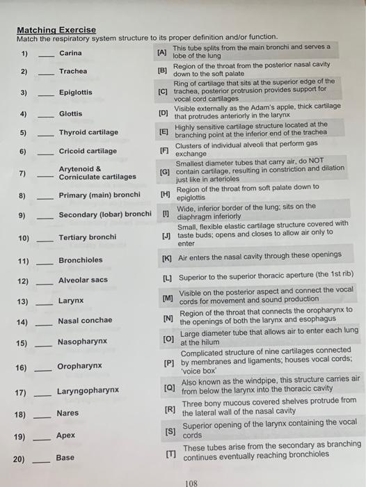 Solved 4) " Matching Exercise Match the respiratory system | Chegg.com