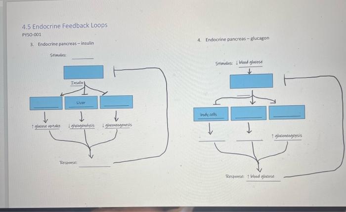 Solved 4.5 Endocrine Feedback Loops prso-001 3. Endocrine | Chegg.com