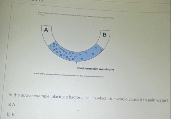 Solved А B. O Semipermeable membrane In the above example, | Chegg.com