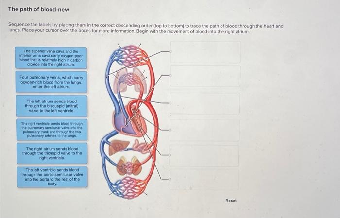 Solved The path of blood-new Sequence the labels by placing | Chegg.com
