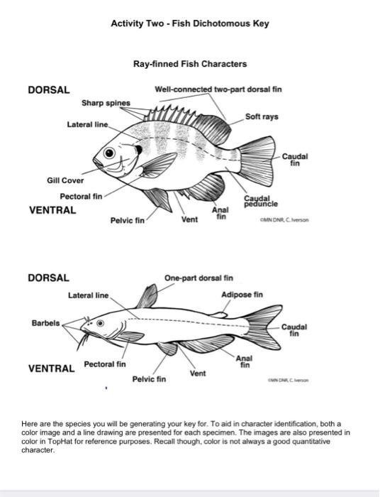 Solved Activity Two - Fish Dichotomous Key Ray-finned Fish | Chegg.com