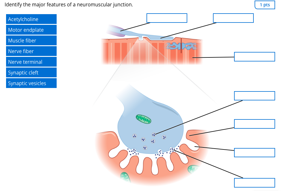 Solved Identify the major features of a neuromuscular | Chegg.com Solved Identify the major features of a neuromuscular | Chegg.com
