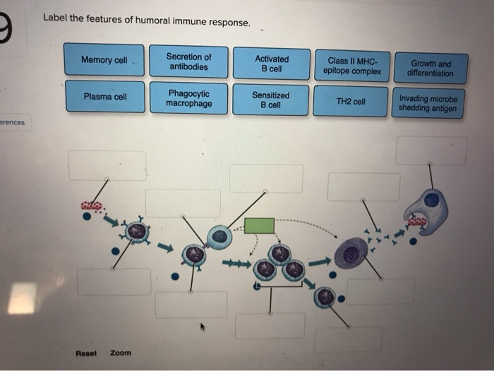 Solved Label the features of humoral immune response. Memory | Chegg.com