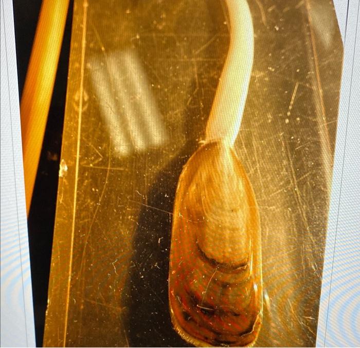 Solved Brachiopoda: Latest Proterozoic to recent. Bivalves, | Chegg.com