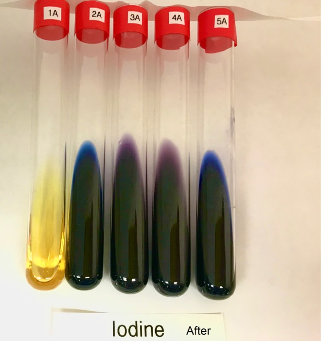 Name and Lab Section 1. Amylase Activity and Effect | Chegg.com