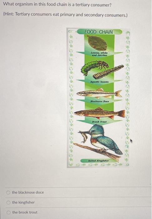 Solved What organism in this food chain is a tertiary | Chegg.com