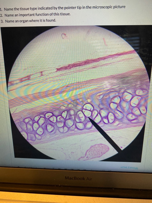 Solved 1. Name the tissue type indicated by the pointer tip | Chegg.com