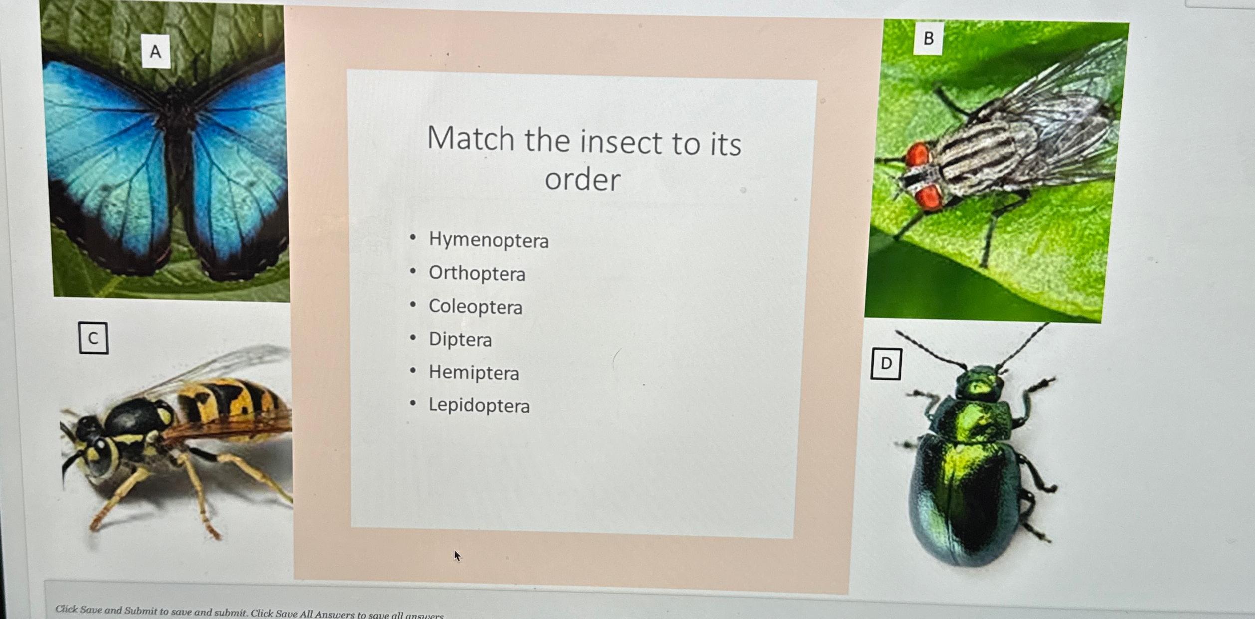 Solved Match the insect to its | Chegg.com