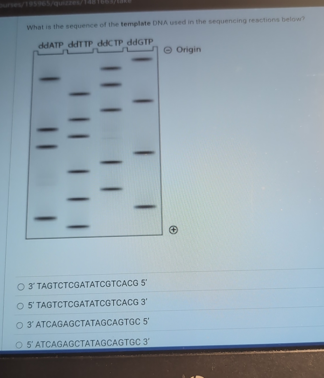 Solved What is the sequence of the template DNA used in the | Chegg.com