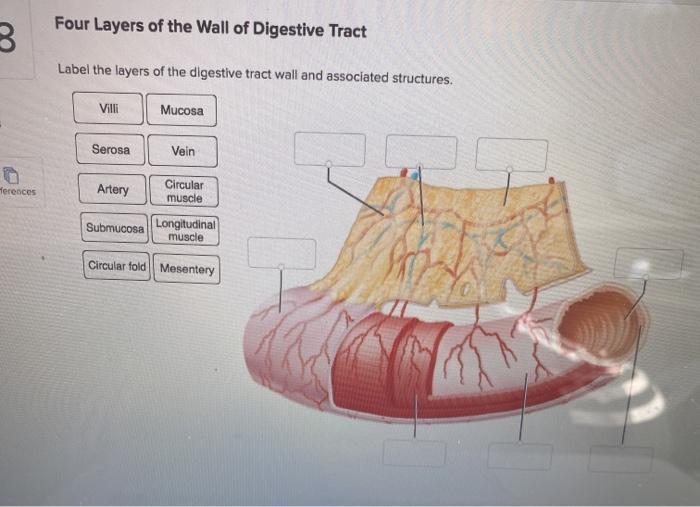 Solved Four Layers of the Wall of Digestive Tract 3 Label | Chegg.com