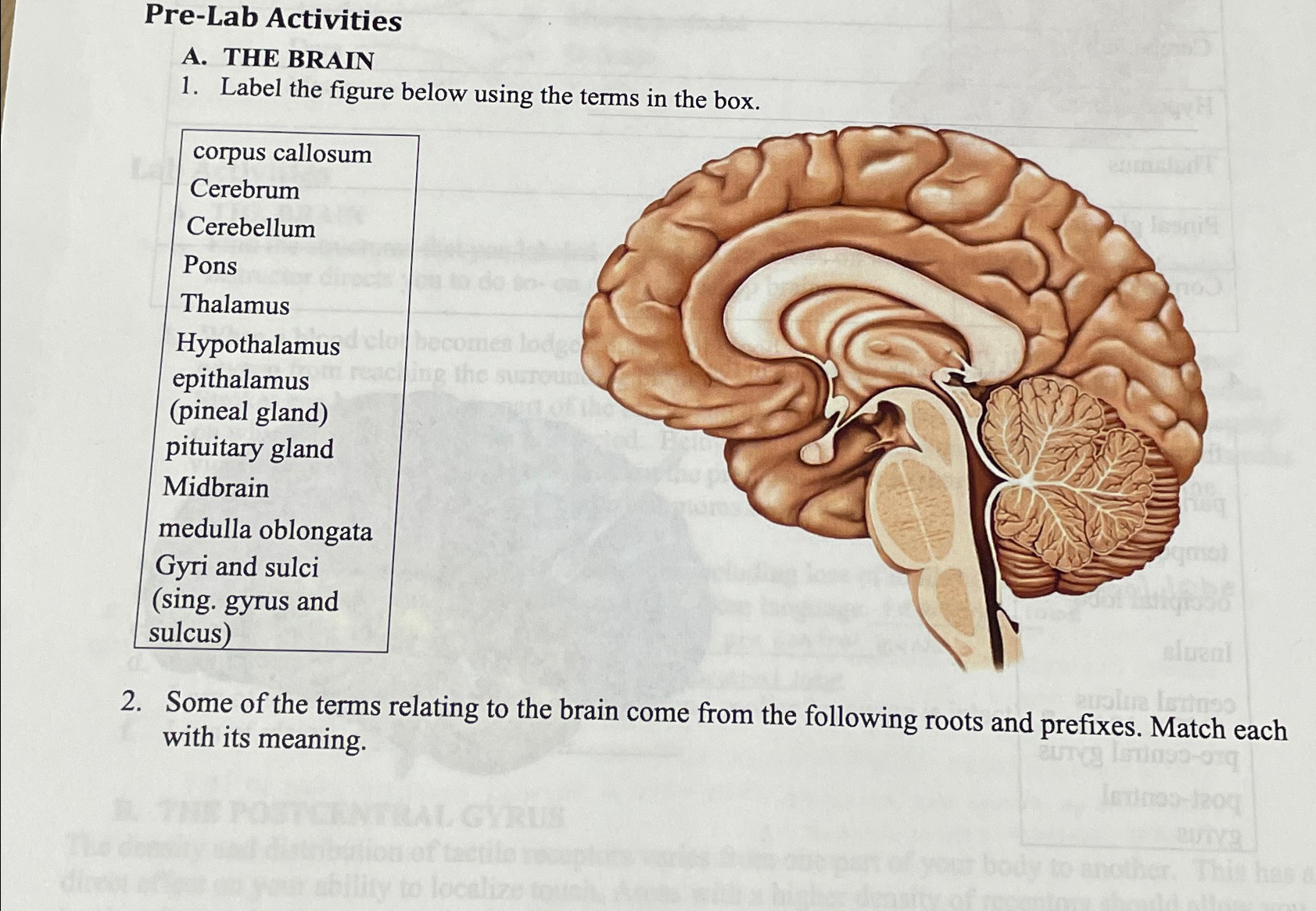 Solved Pre-Lab ActivitiesA. ﻿THE BRAINLabel the figure below | Chegg.com