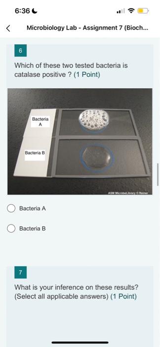 Solved Microbiology Lab - Assignment 7 (Bioch... 1. In this | Chegg.com