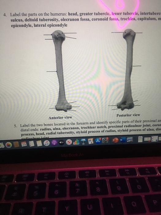 Solved 4. Label the parts on the humerus: head, greater | Chegg.com