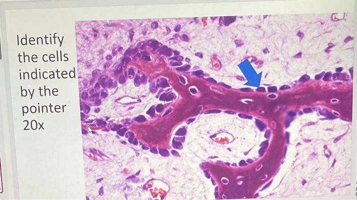 Solved Identify the cells indicated by the pointer 20x | Chegg.com