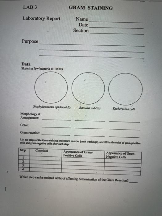 Solved LAB 3 GRAM STAINING Laboratory Report Name Date | Chegg.com
