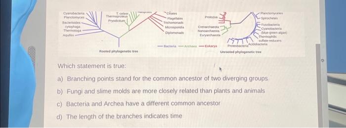 Solved Which statement is true: a) Branching points stand | Chegg.com